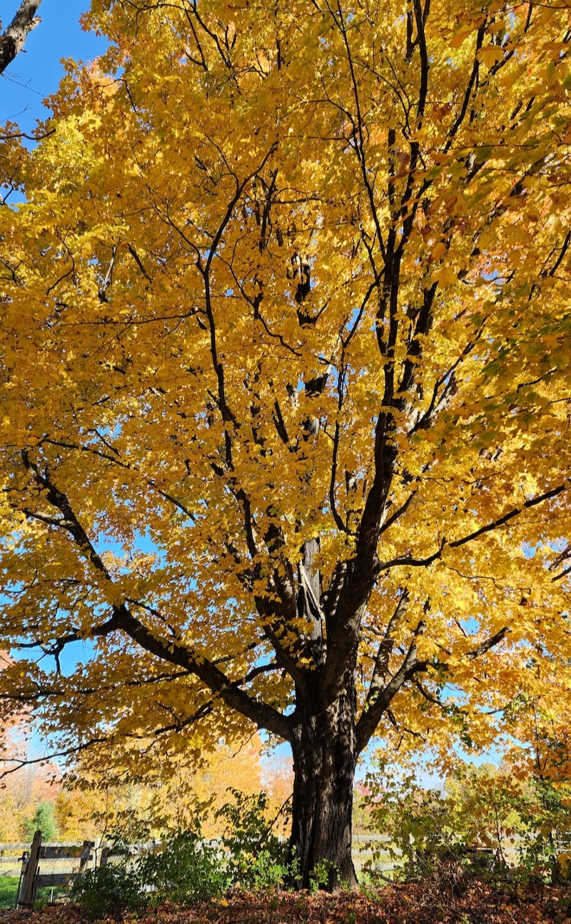Sugar Maple - Town of Conway MA
